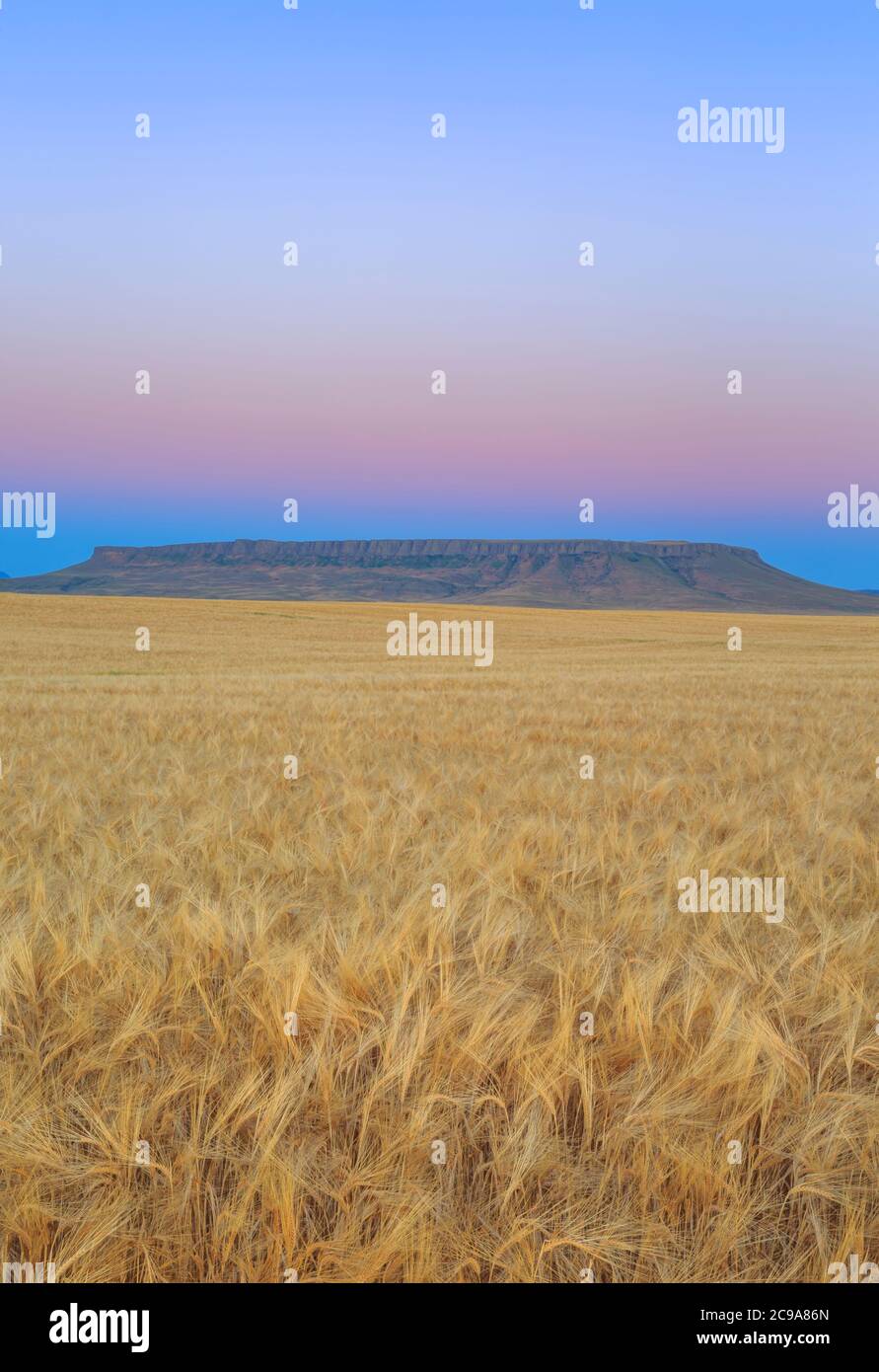 pre-dawn sky over wheat fields below square butte near ulm, montana ...