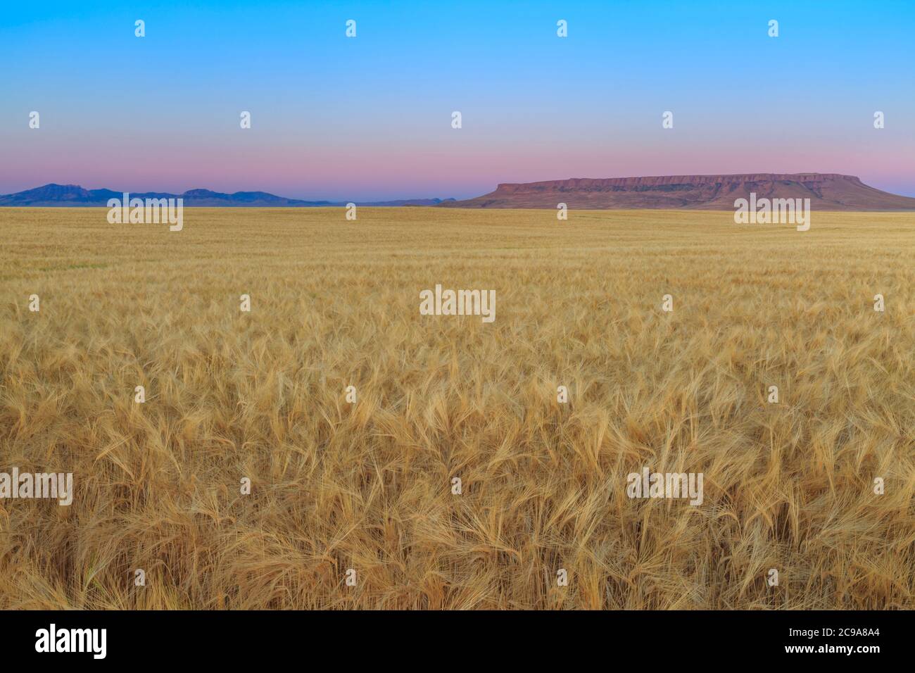 pre-dawn sky over wheat fields below square butte near ulm, montana ...