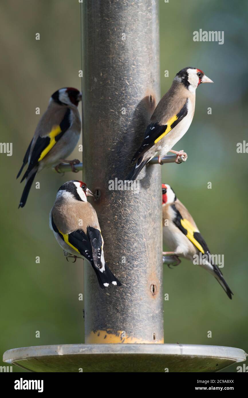 Nyger seed birdfeeder hi-res stock photography and images - Alamy