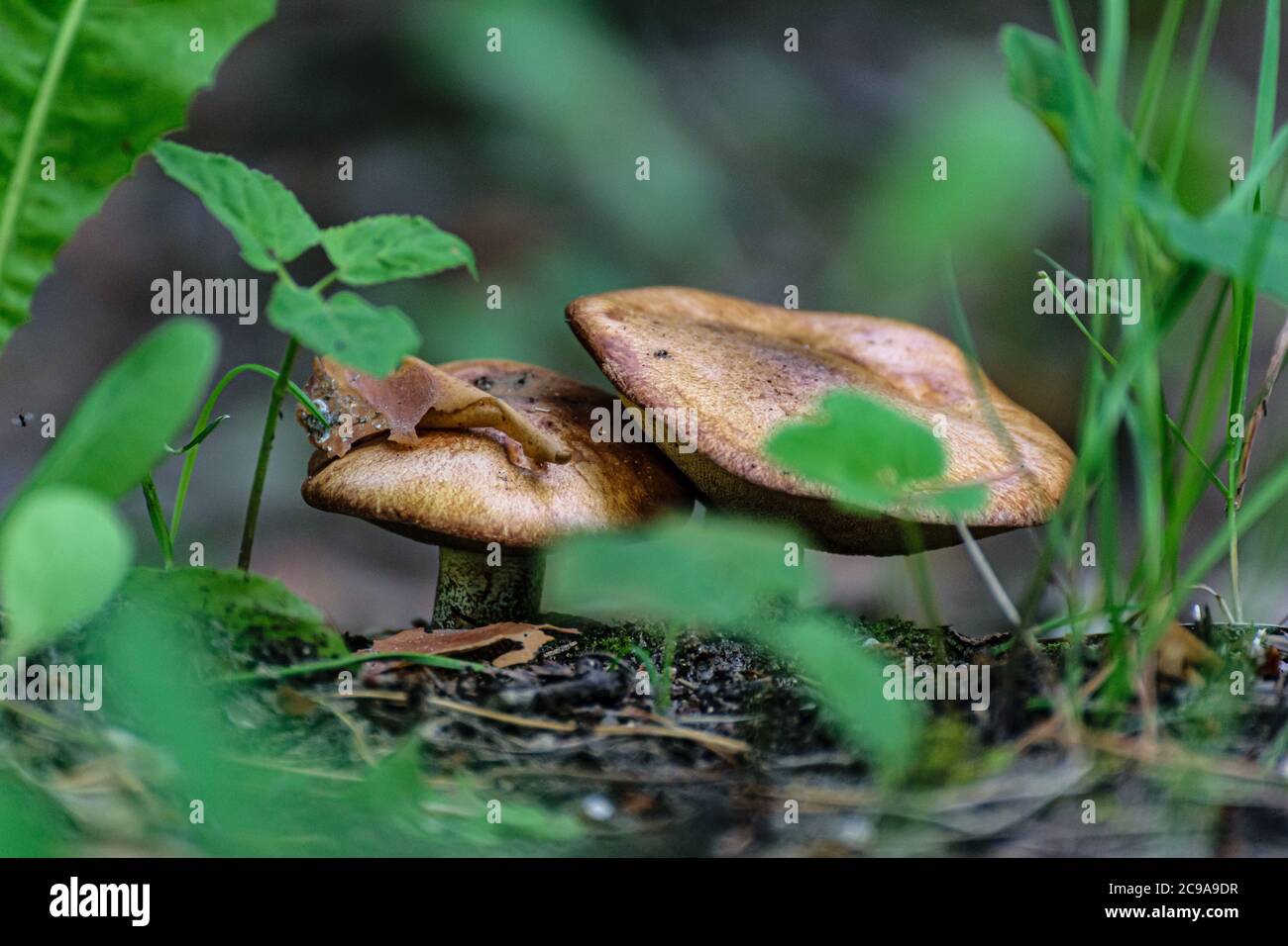 Edible mushrooms under a bush close-up in the summer forest. Paxillus ...