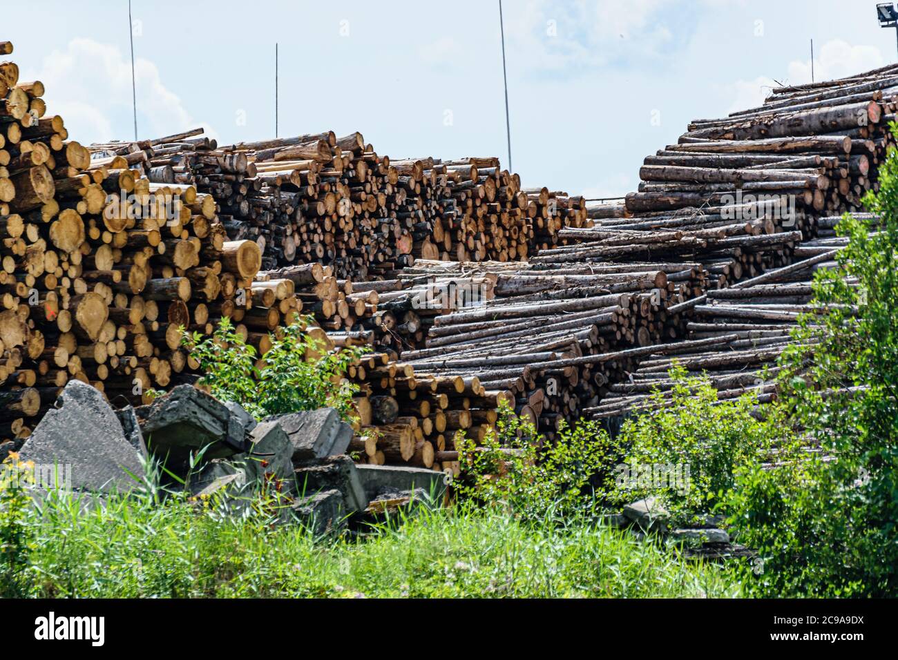 A pile of logs are stacked for shipping by rail. lumber from forest ...