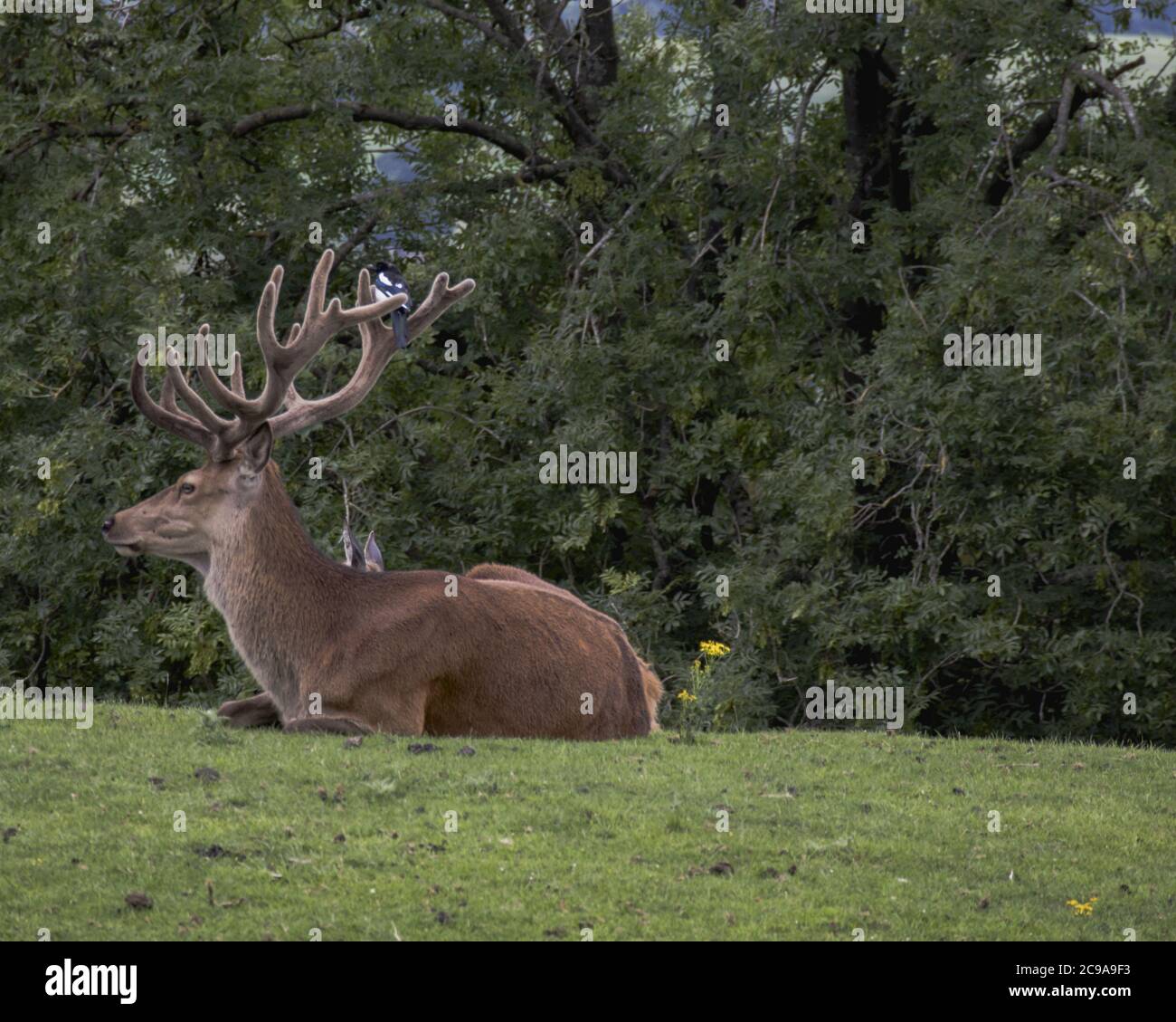 Beautiful elk lying on the green grass having a rest Stock Photo - Alamy