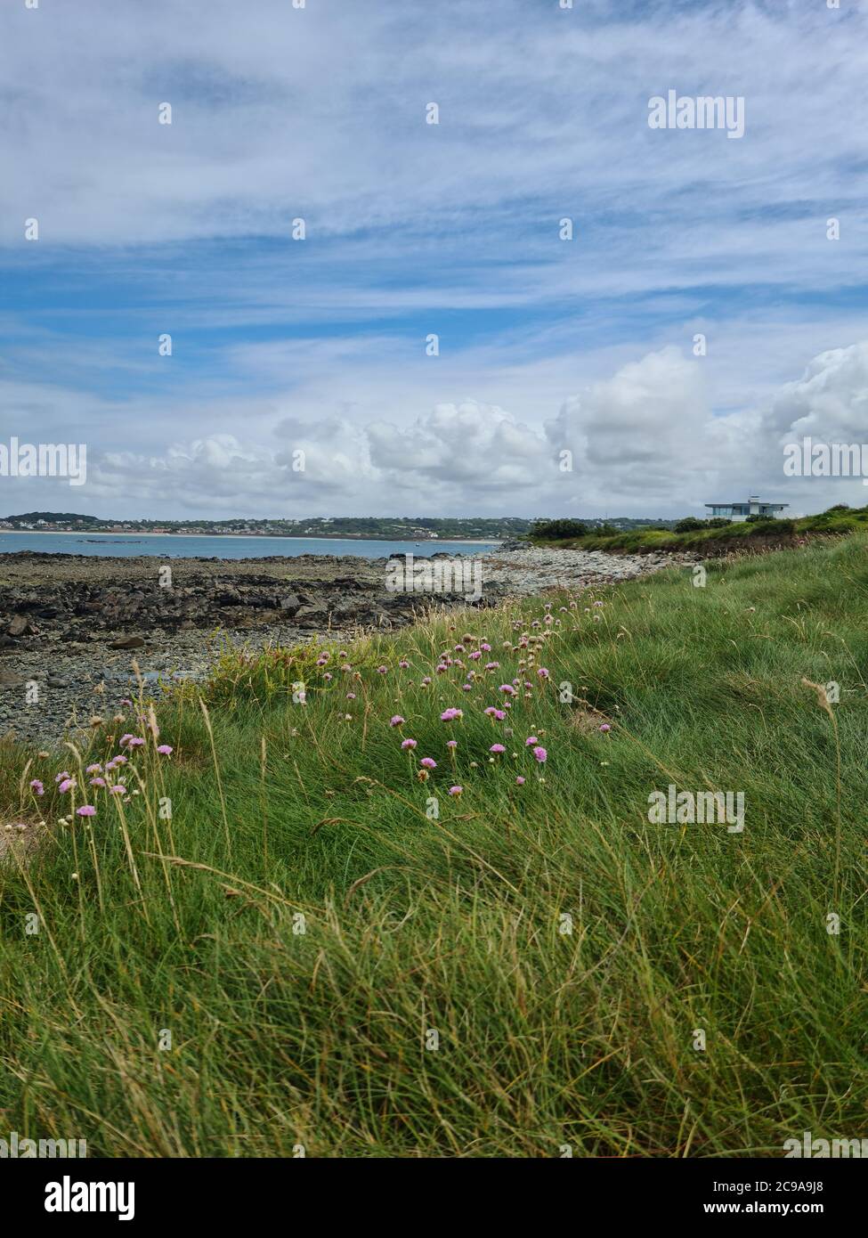 Channel islands island wild flowers hi-res stock photography and images ...