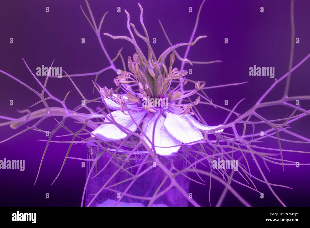 Fennel flower with feathery leaves in neon purple light Stock Photo - Alamy