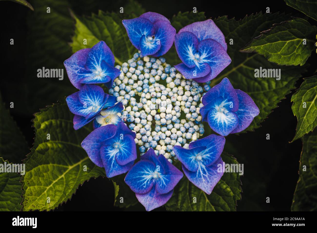 High angle view of blooming French Hydrangeas in a field under the ...