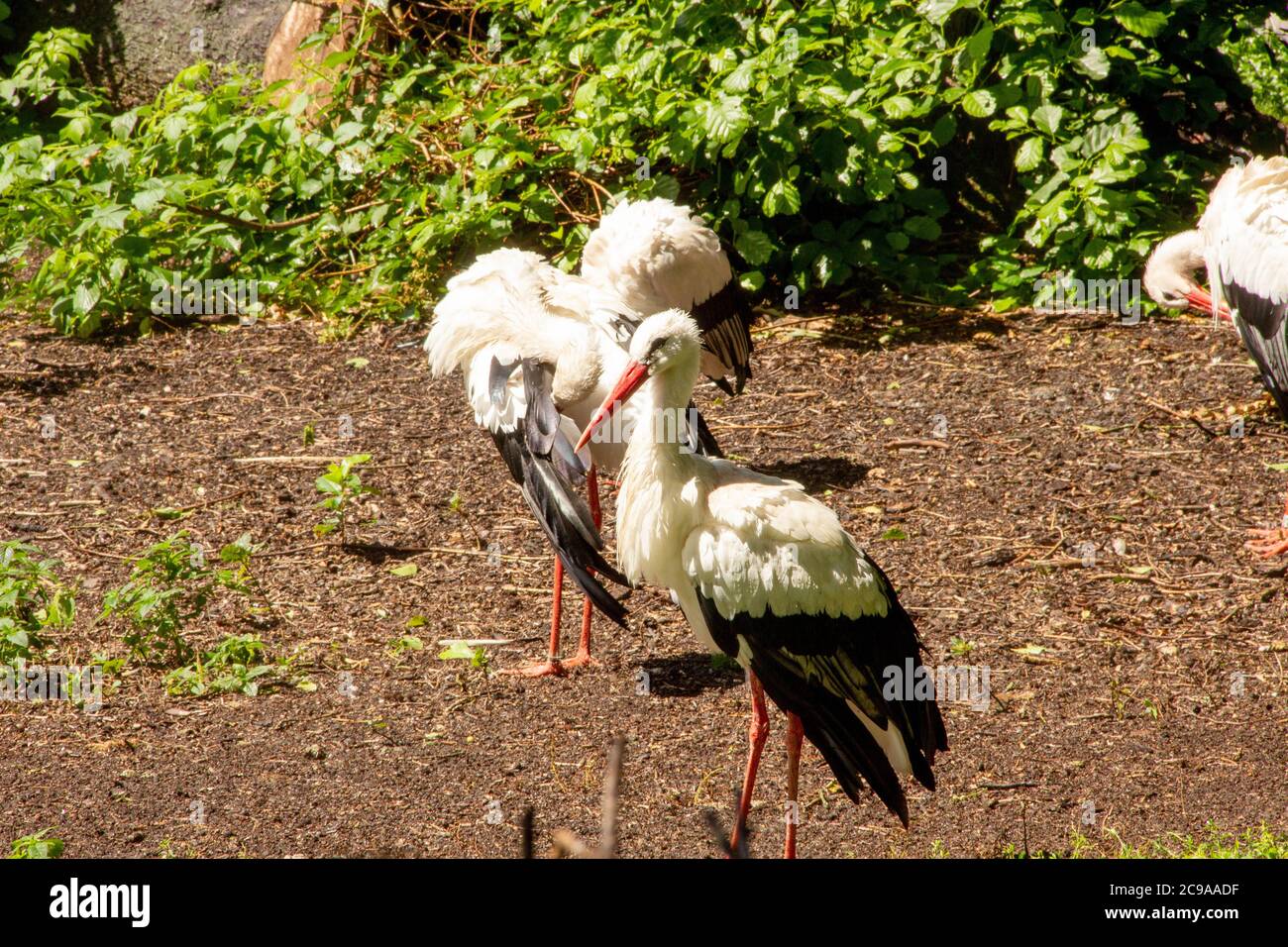 Three white storks, Ciconia ciconia, also called rattle stork. They ...