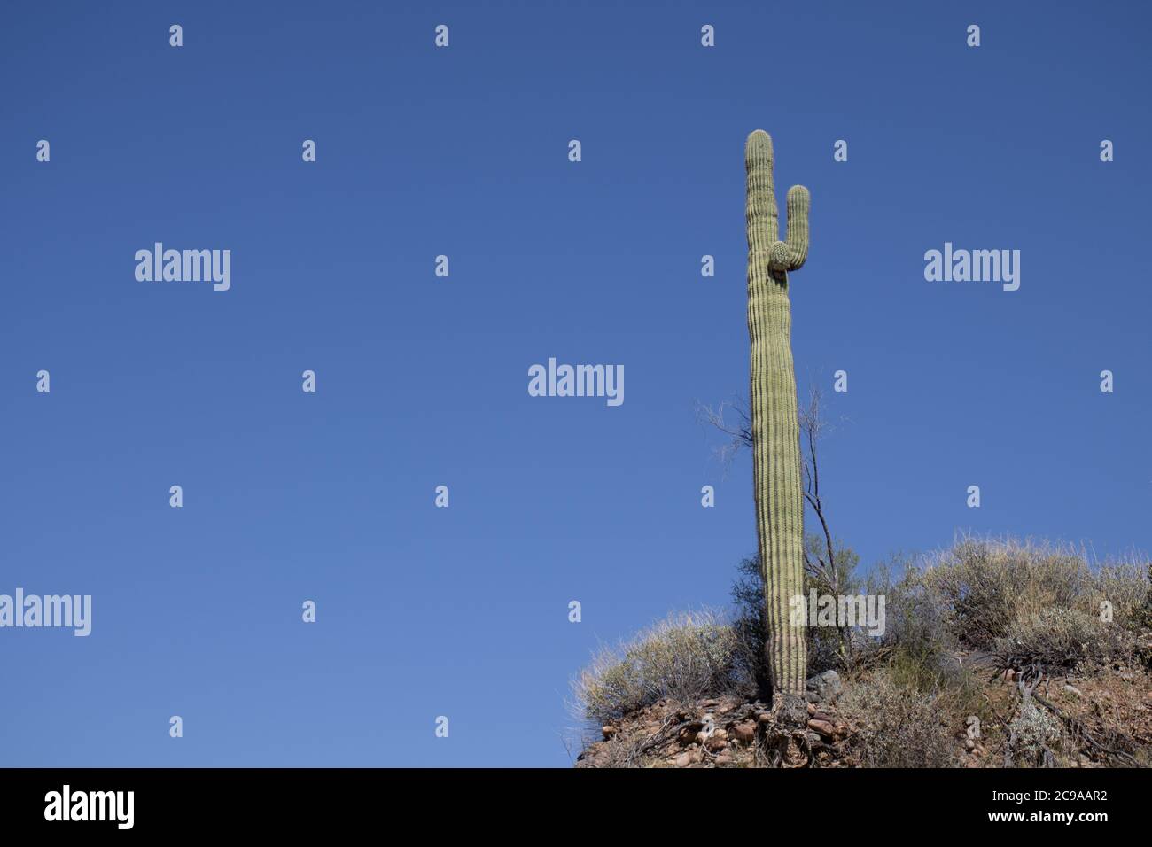 Tall cactus hi-res stock photography and images - Alamy