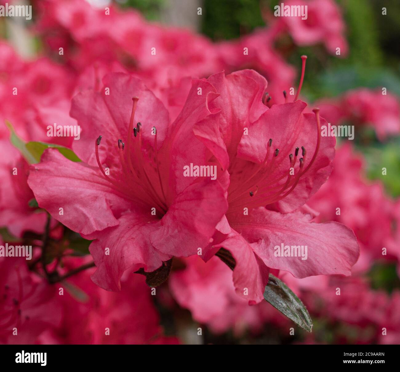 Hot Pink Flowers High Resolution Stock Photography and Images - Alamy
