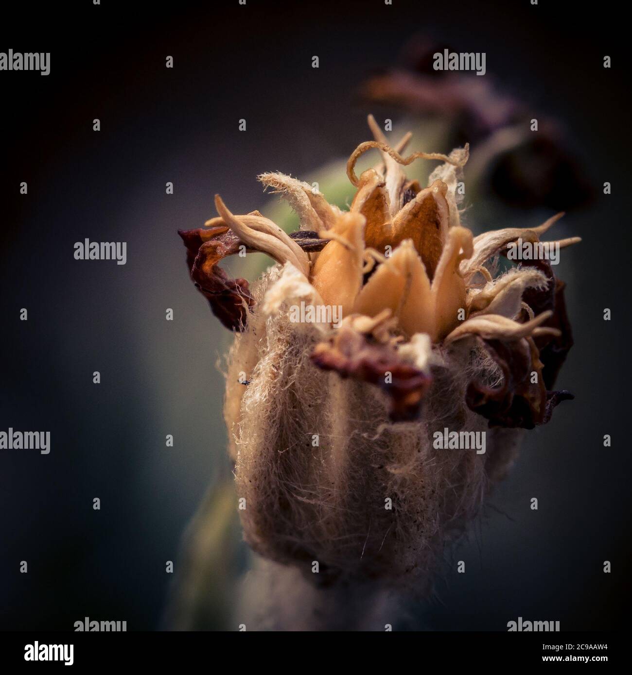 Closeup shot od a dry dead flower under the sunlight Stock Photo - Alamy