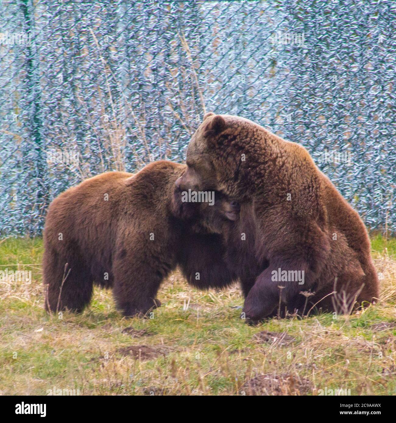 Cute photo of grizzly bears hugging each other - perfect for Instagram ...