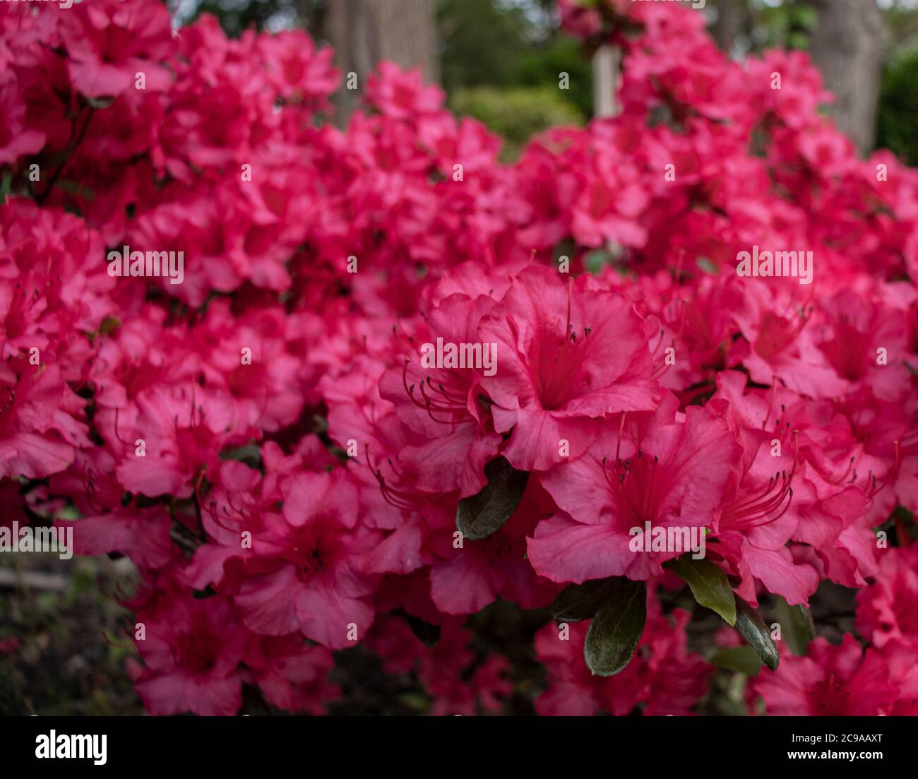 Hot pink flowers hi-res stock photography and images - Alamy