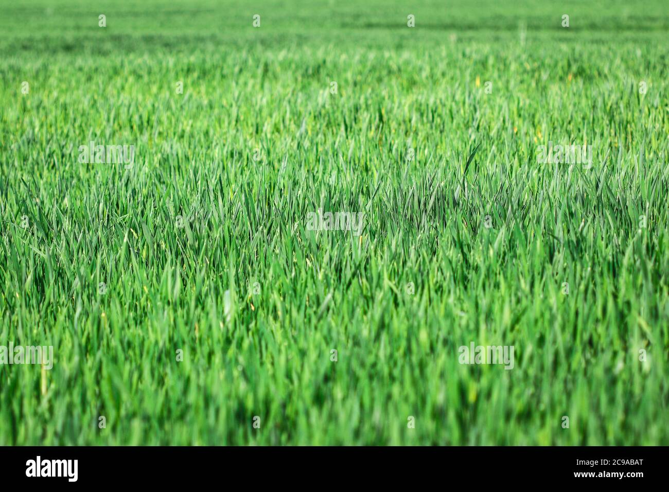 Rye grass hi-res stock photography and images - Alamy