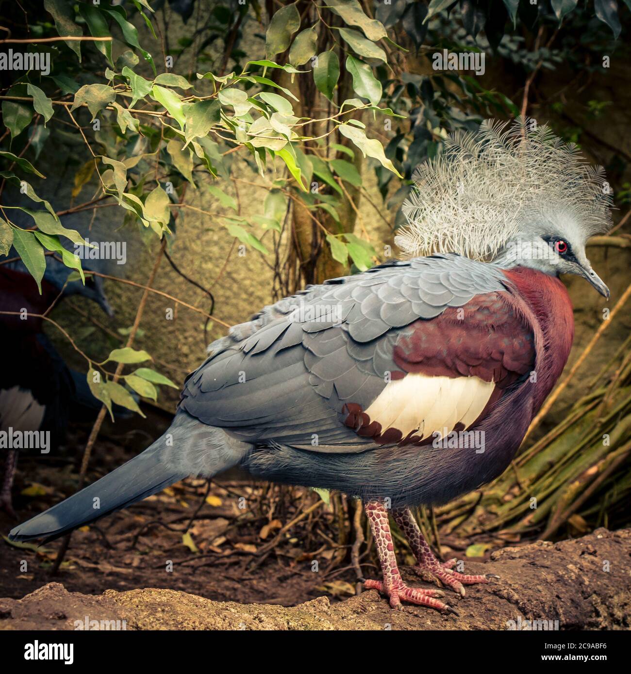 Closeup shot of a grey Crowned pigeon under the sunlight Stock Photo ...