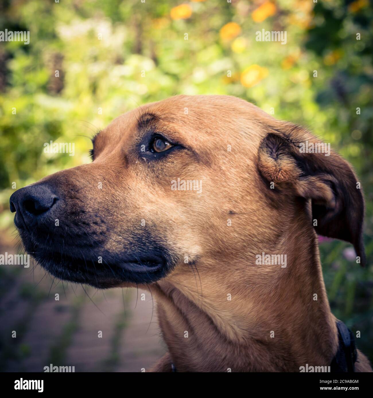Broholmer hi-res stock photography and images - Alamy
