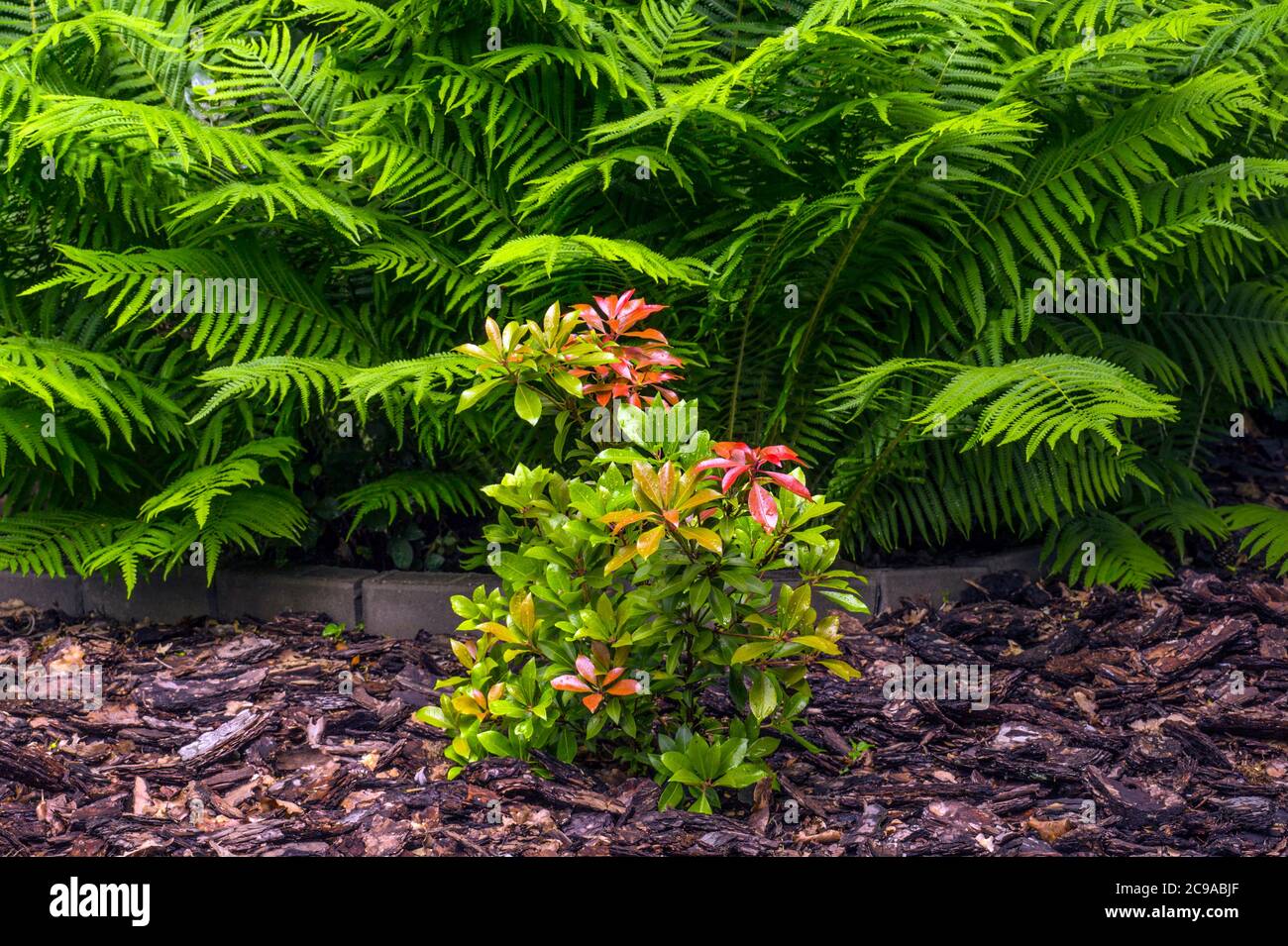Pieris is a genus of seven species of shrubs in the family Ericaceae ...