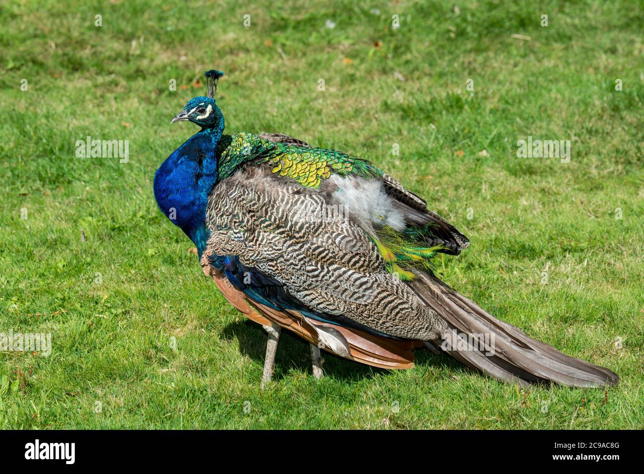 Victoria, British Columbia, Canada. Indian Peafowl, "Pavo christatus ...