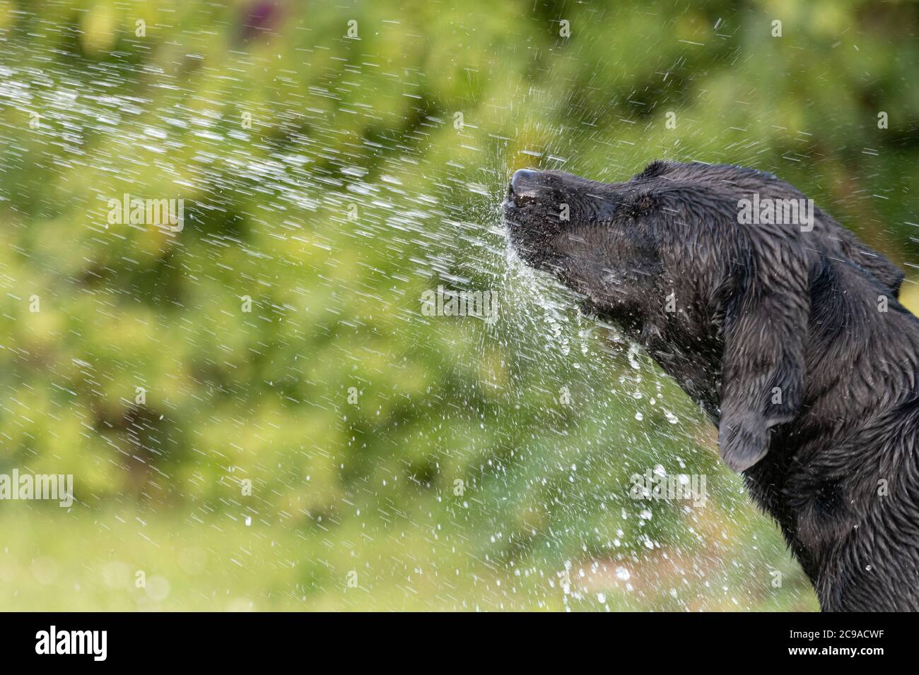 Head shot of a black Labrador being sprayed with a hose pipe Stock ...