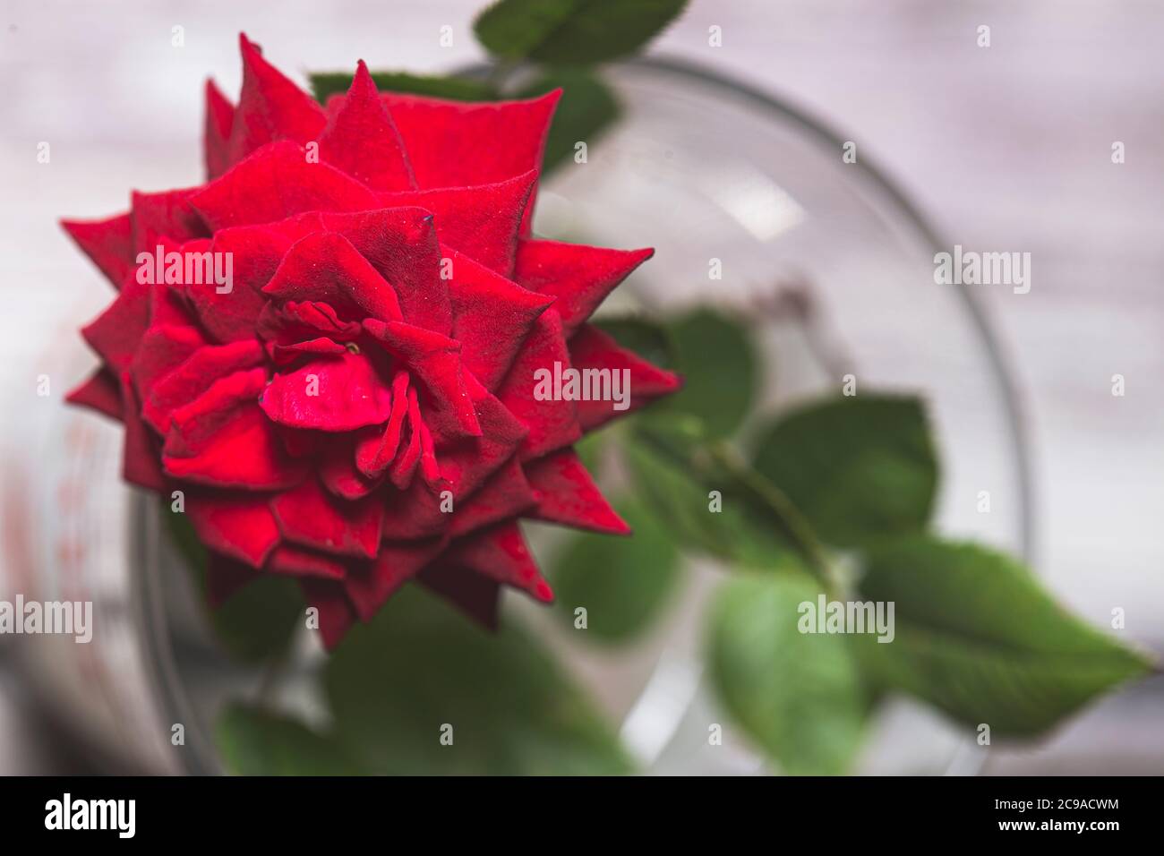 Red rose flower in bloom close up still Stock Photo - Alamy