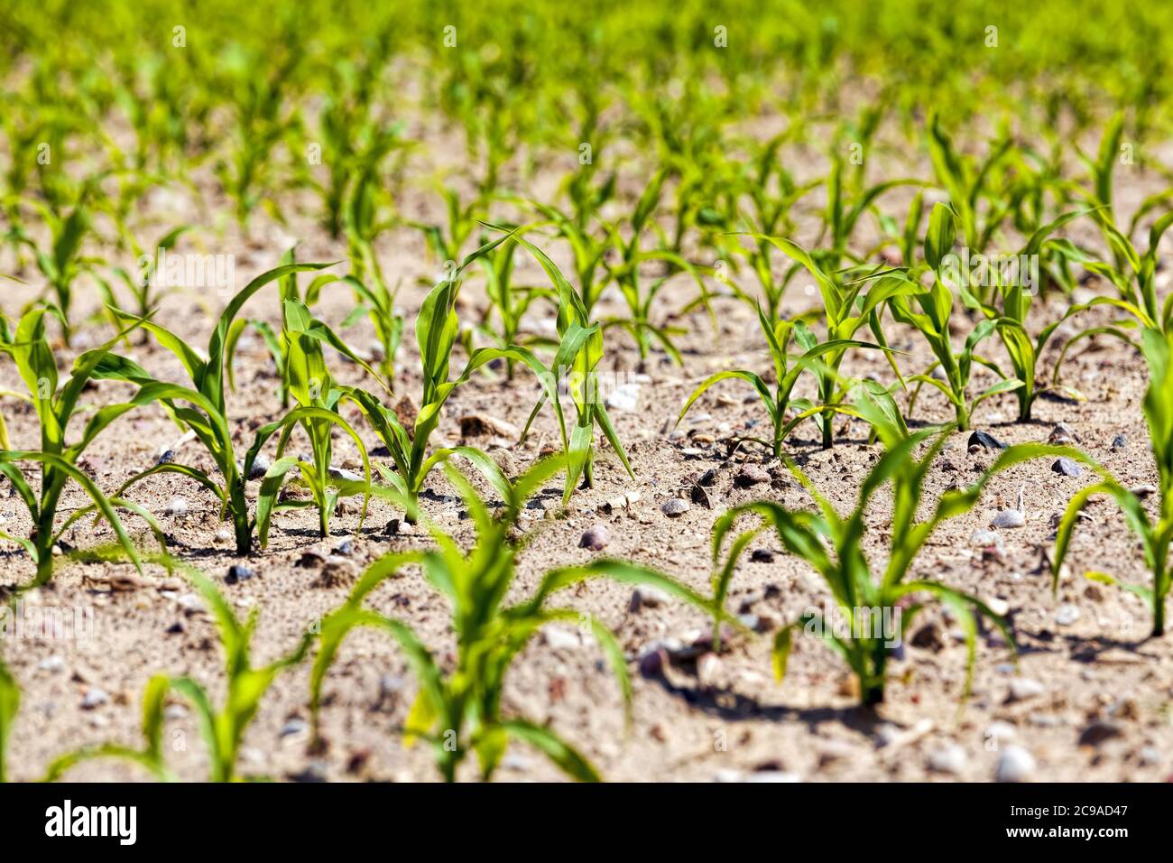 an agricultural field where corn is grown Stock Photo - Alamy
