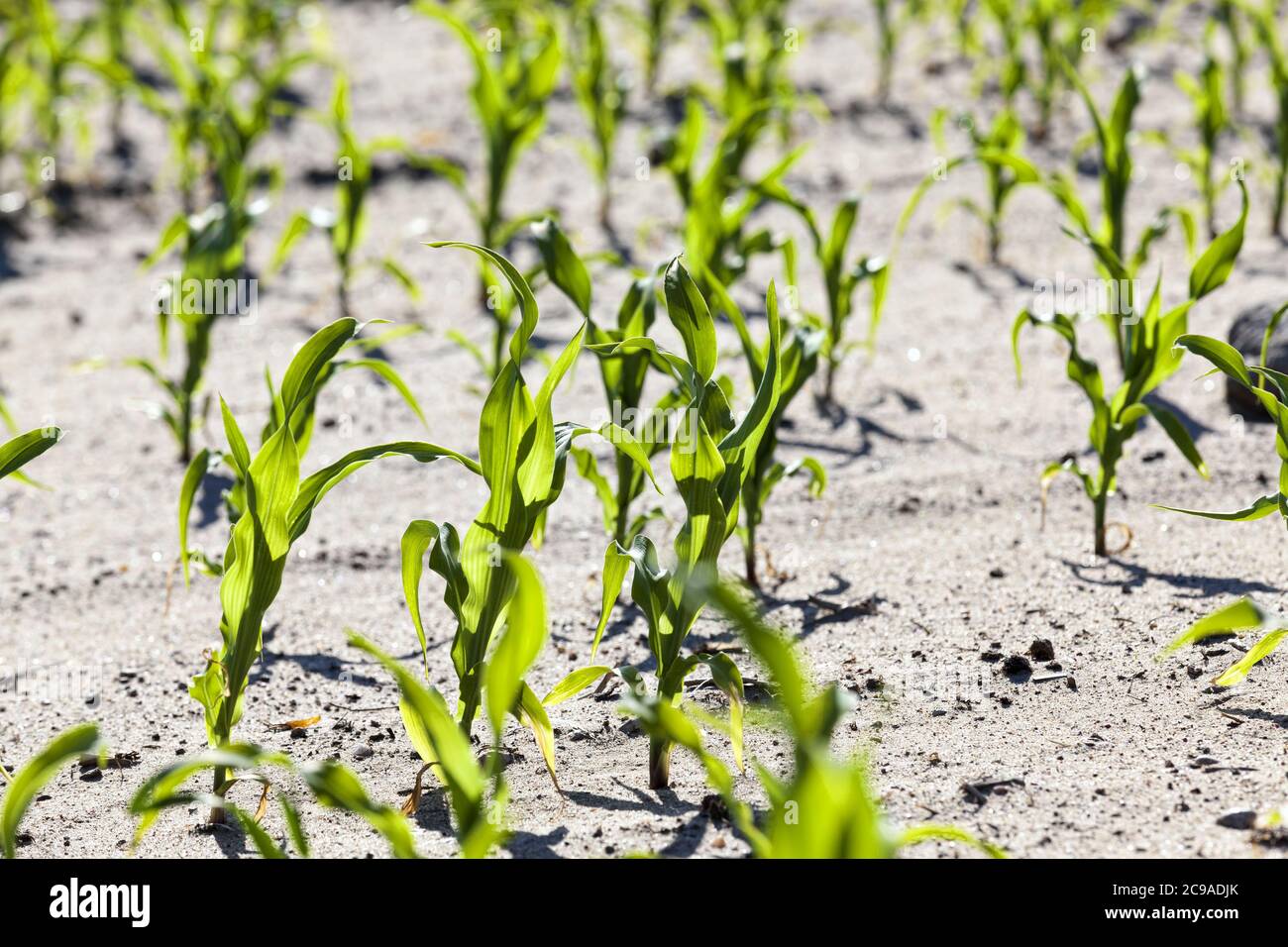 an agricultural field where corn is grown Stock Photo - Alamy