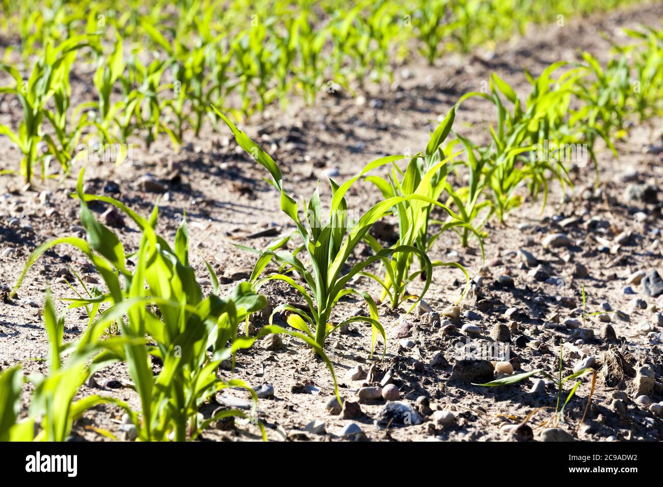 an agricultural field where corn is grown Stock Photo - Alamy