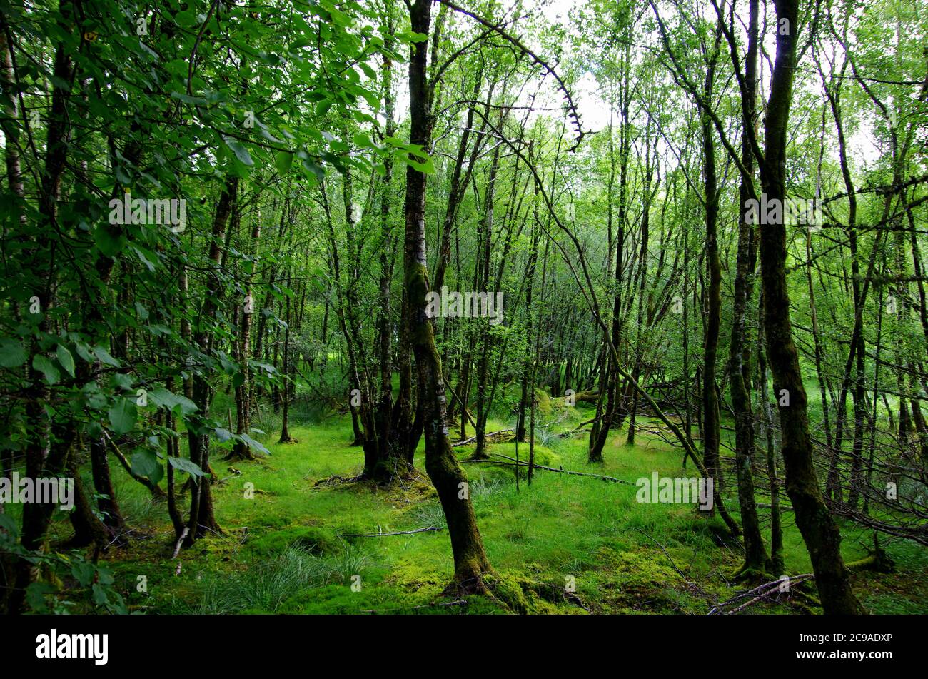 Roy bridge hi-res stock photography and images - Alamy