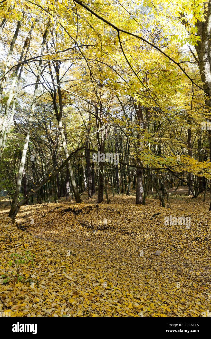deciduous forest during leaf fall Stock Photo - Alamy