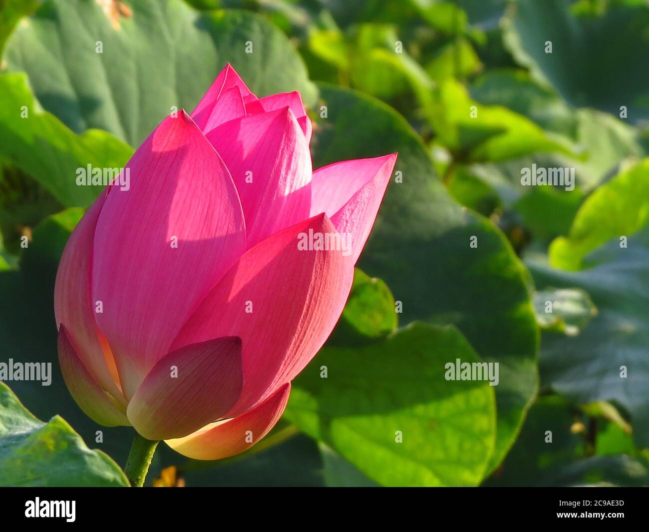 Closeup shot of a beautiful pink lotis growing in the garden Stock ...