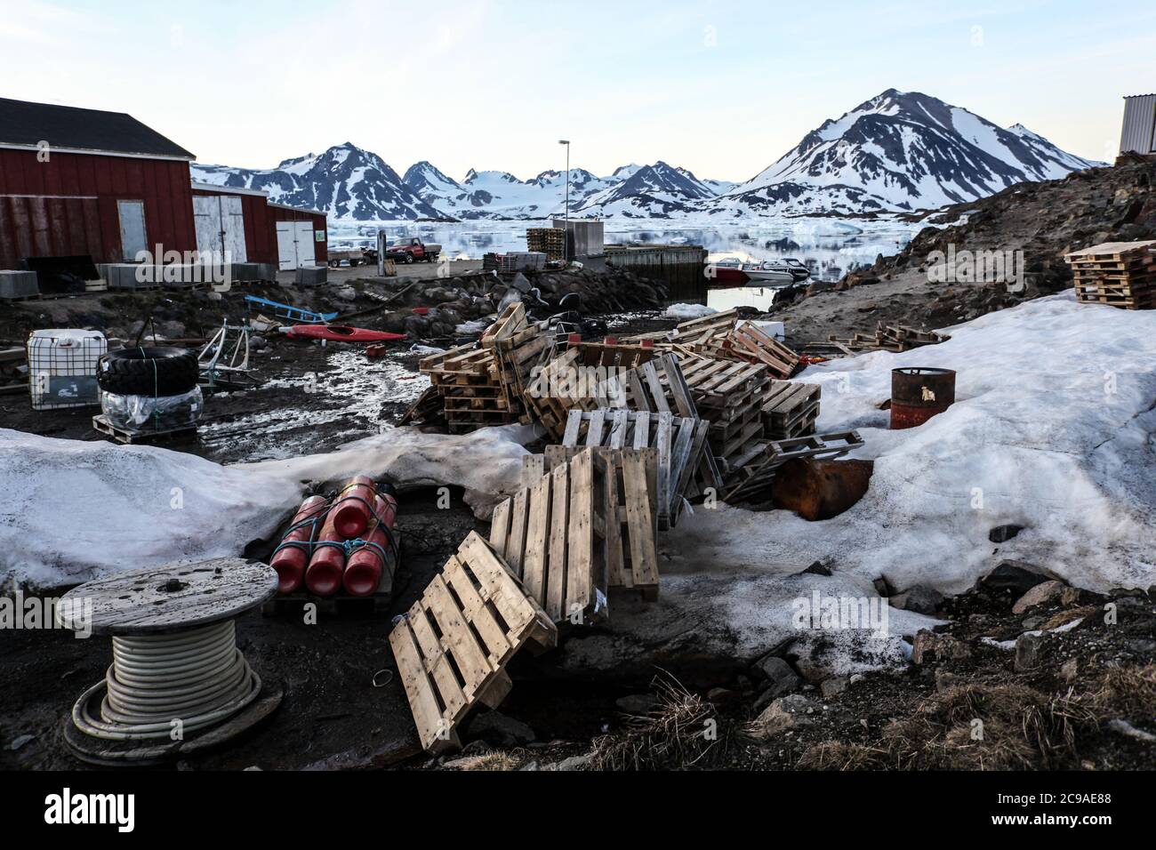 Plants That Live In Greenland