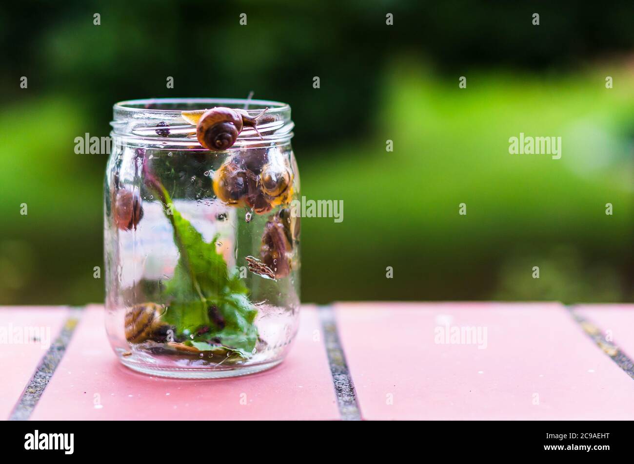 Closeup of small snails in a jar on the table under the sunlight with a ...
