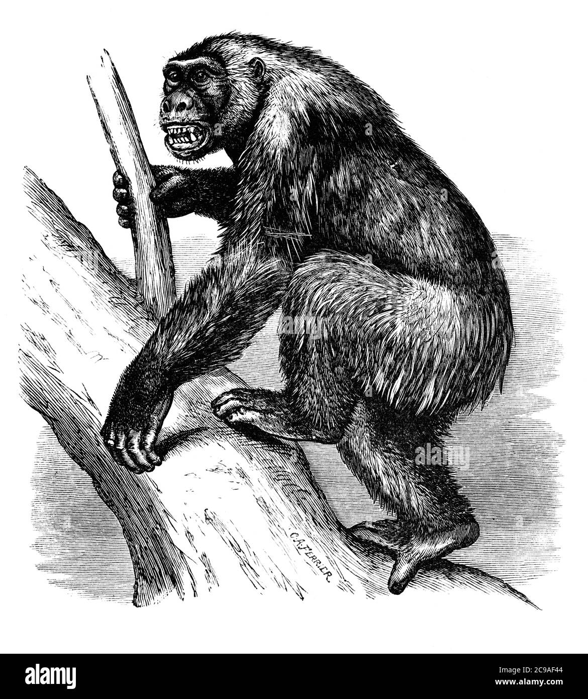 Victorian wildlife art Cut Out Stock Images & Pictures - Alamy