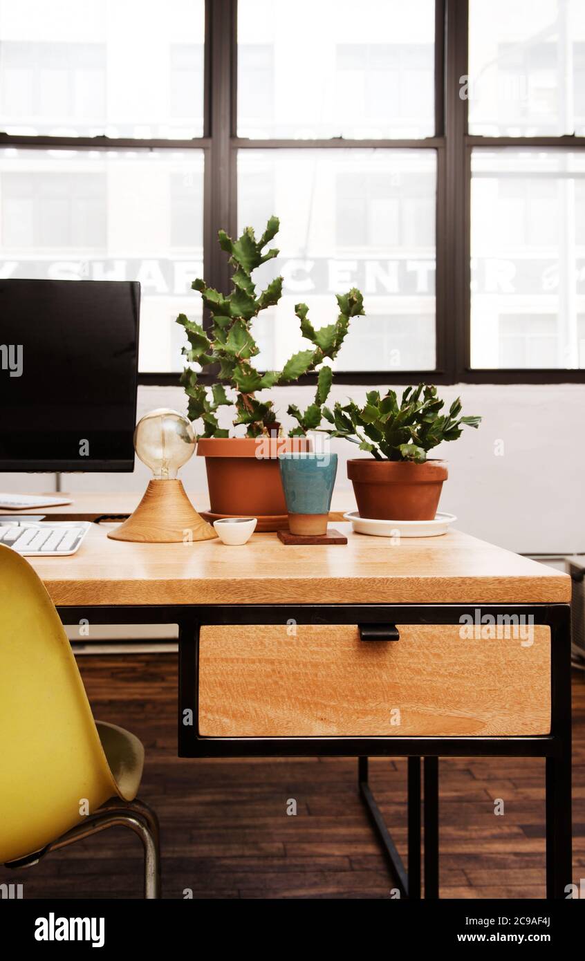 modern office space with cactus plants Stock Photo - Alamy
