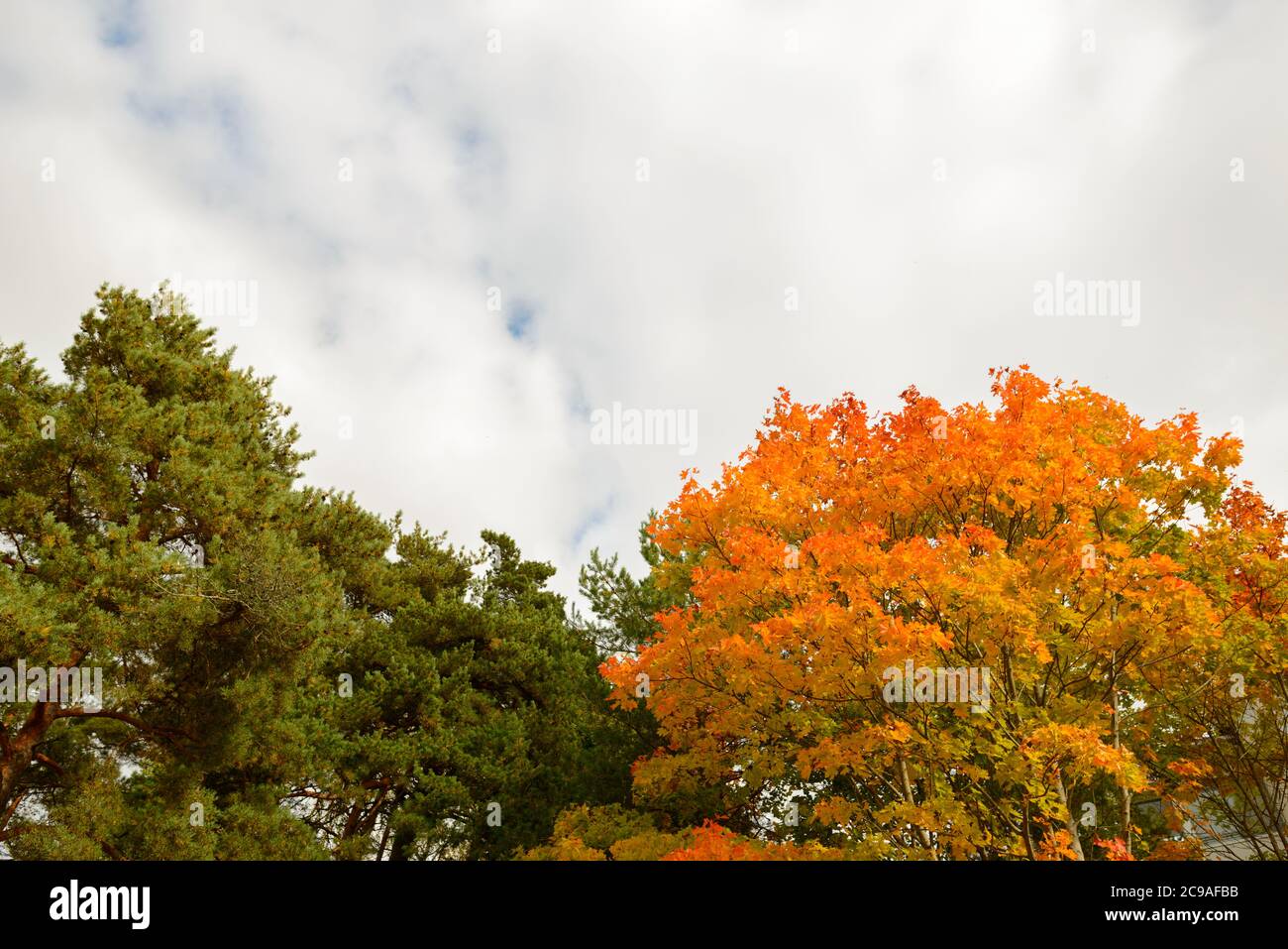Portrait of trees hi-res stock photography and images - Alamy
