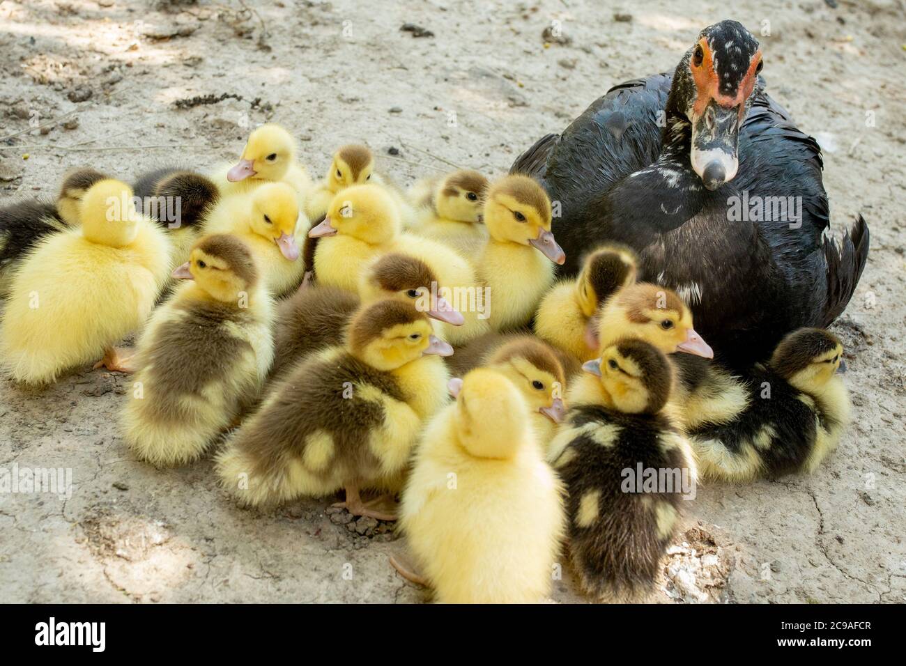 Mother duck with her ducklings. There are many ducklings following the ...