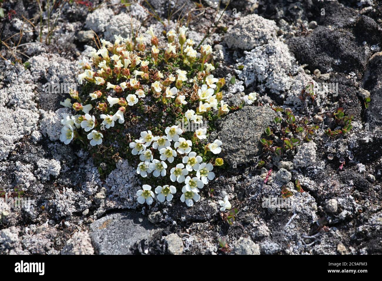 Kulusuk Island in Eastern Greenland Stock Photo - Alamy