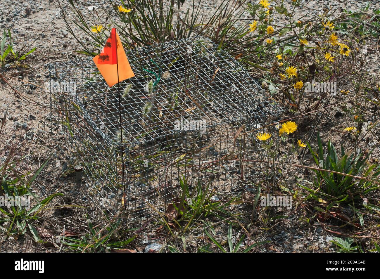 Wire cage to protect diamondback terrapin egg sites from predators ...