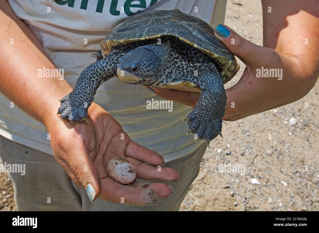 Diamondback turtle hi-res stock photography and images - Alamy