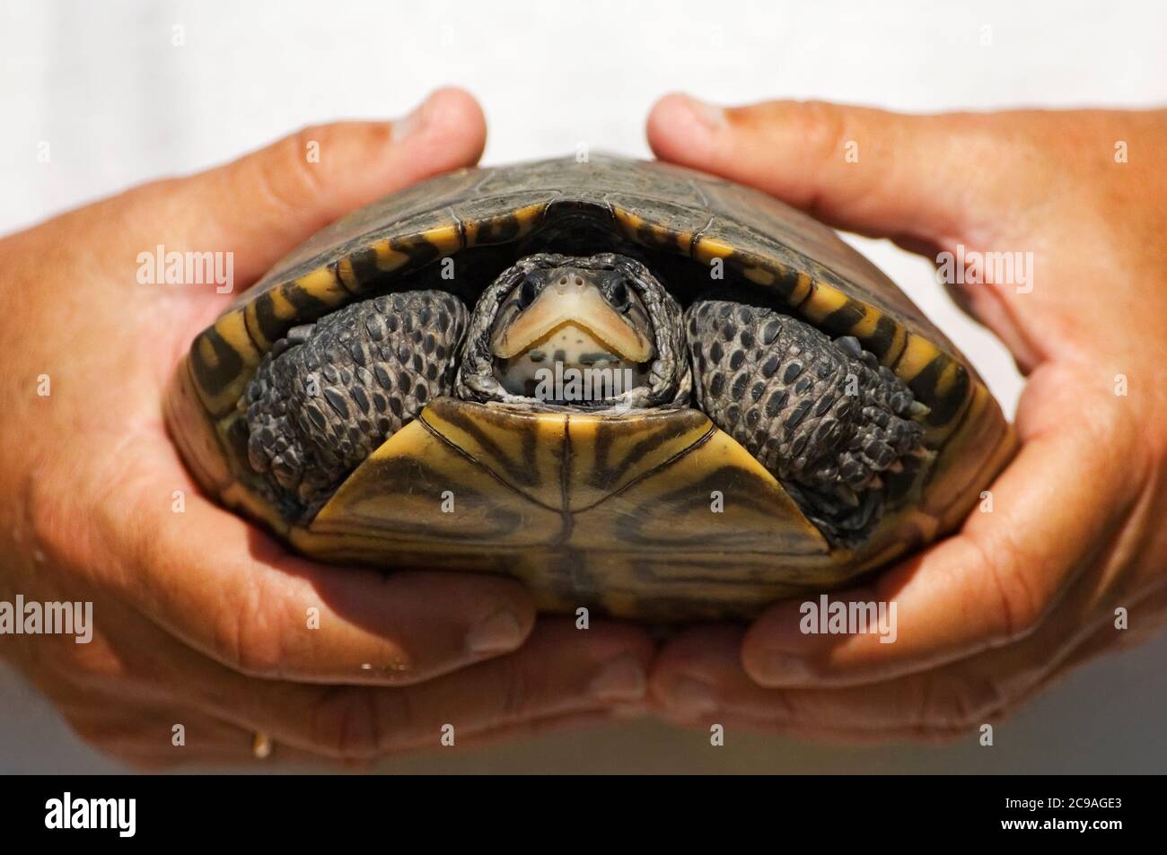 Diamondback turtle hi-res stock photography and images - Alamy