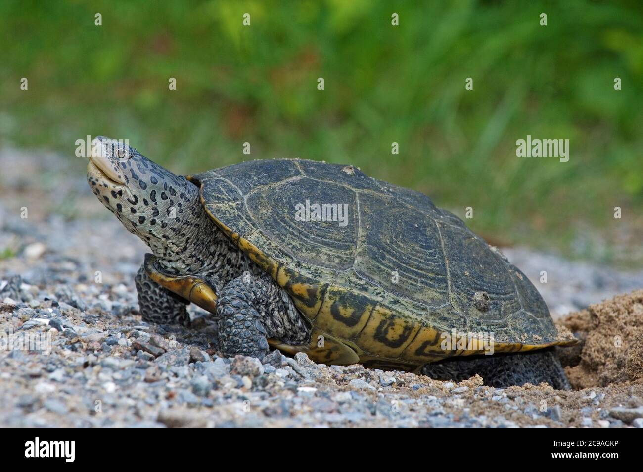 Diamondback terrapin laying eggs Stock Photo - Alamy