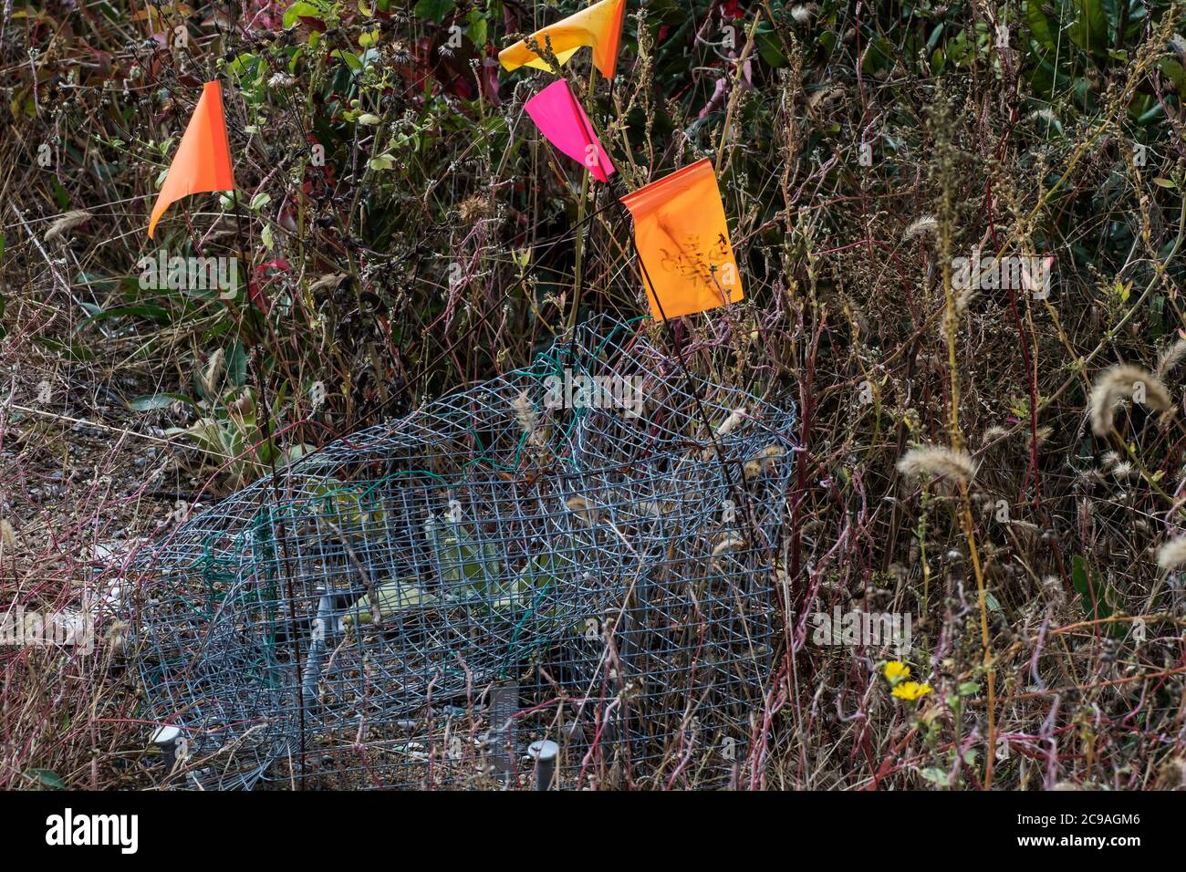 Wire cage to protect diamondback terrapin egg sites from predators ...