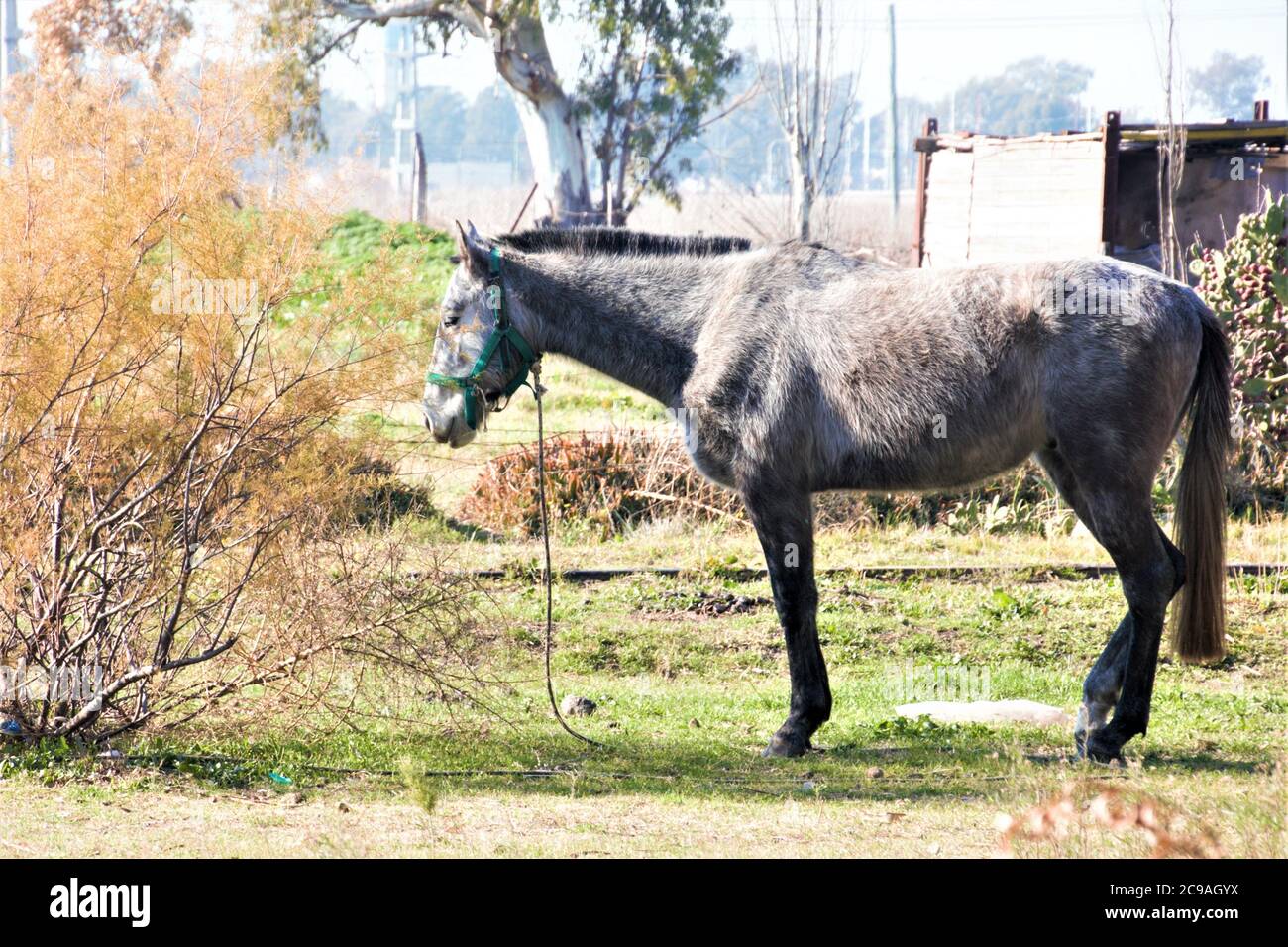 Sad horse hi-res stock photography and images - Alamy