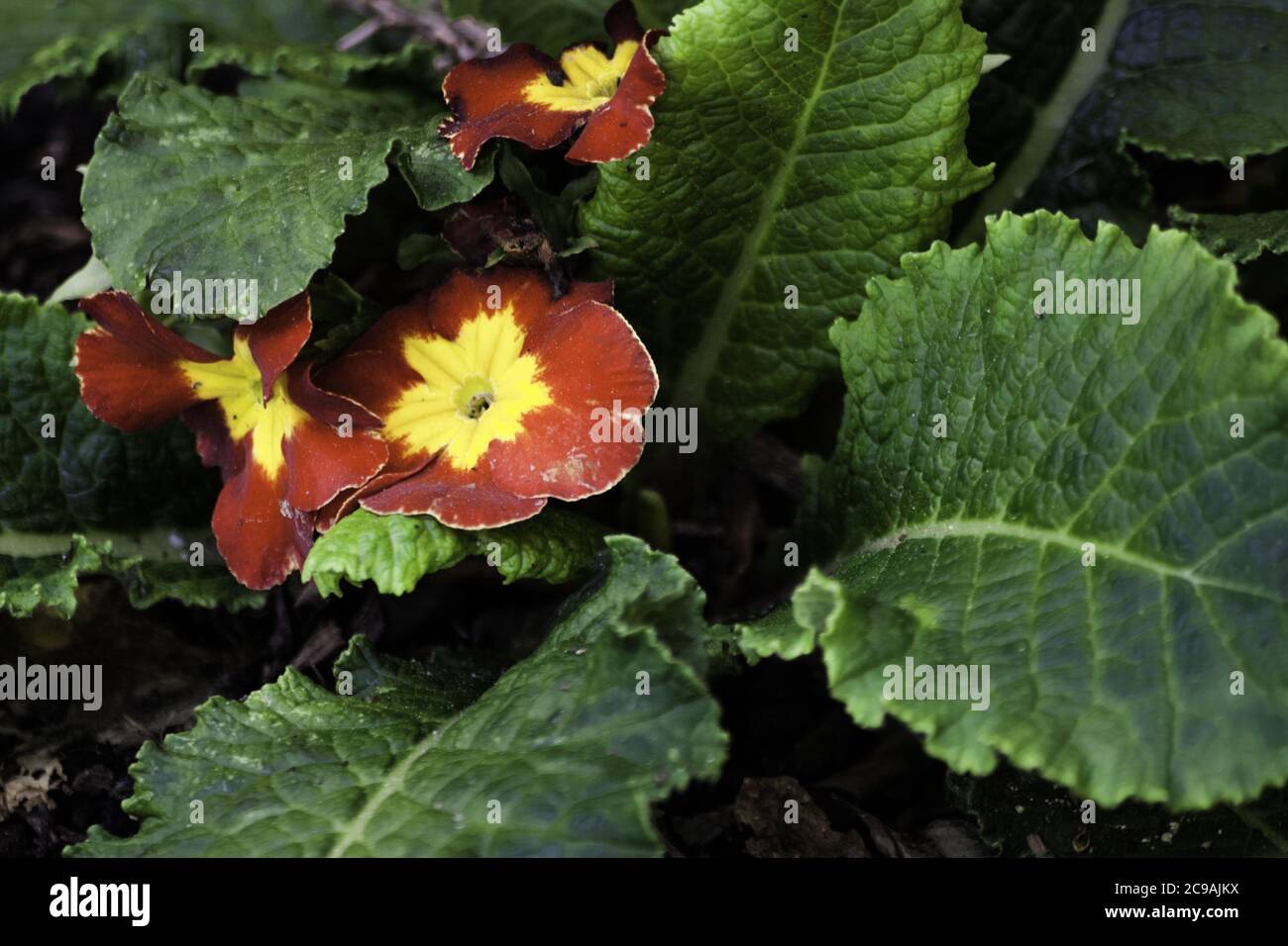 Cultivated primrose hi-res stock photography and images - Alamy