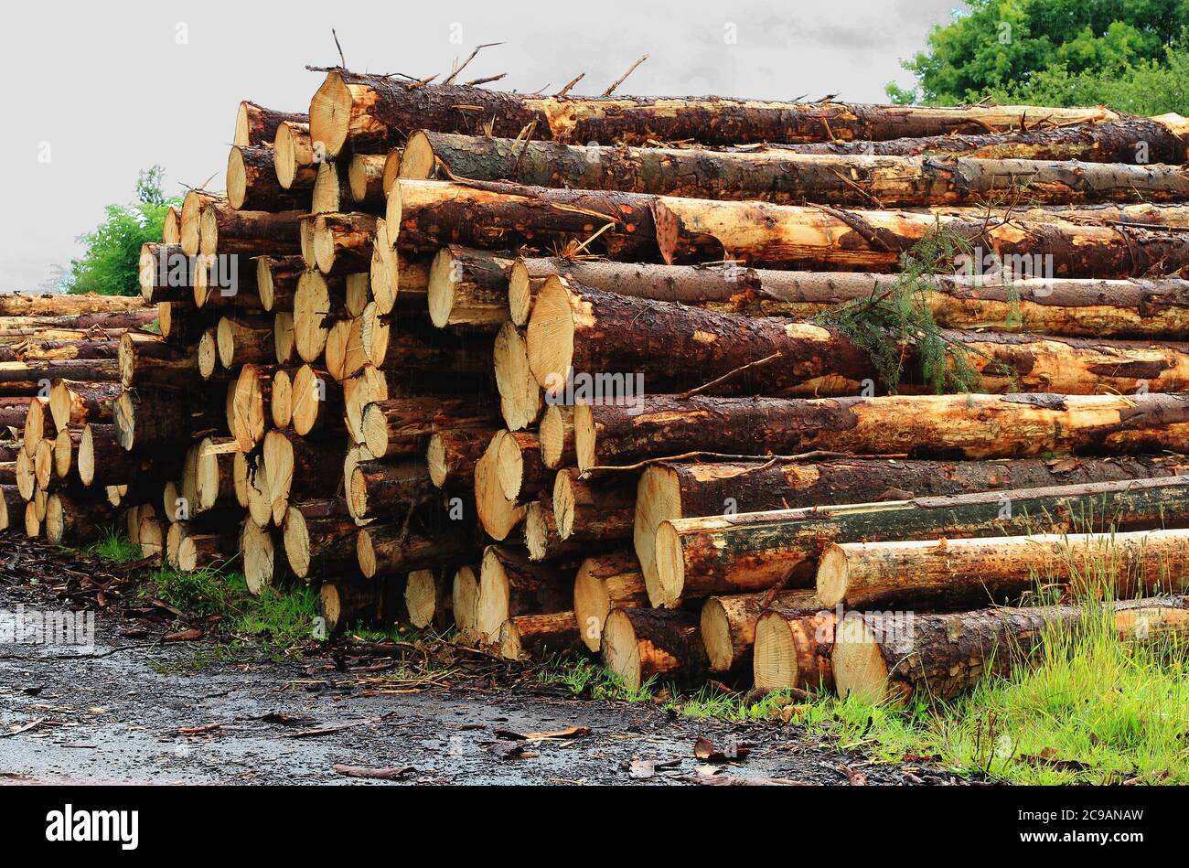 Log Pile from managed forestry logging Stock Photo - Alamy