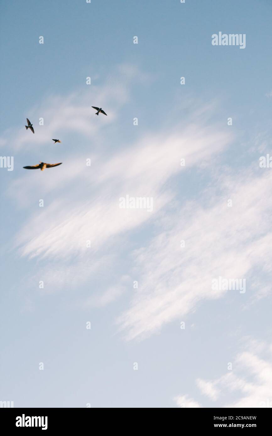 Breathtaking shot of the birds flying freely in the sky Stock Photo - Alamy