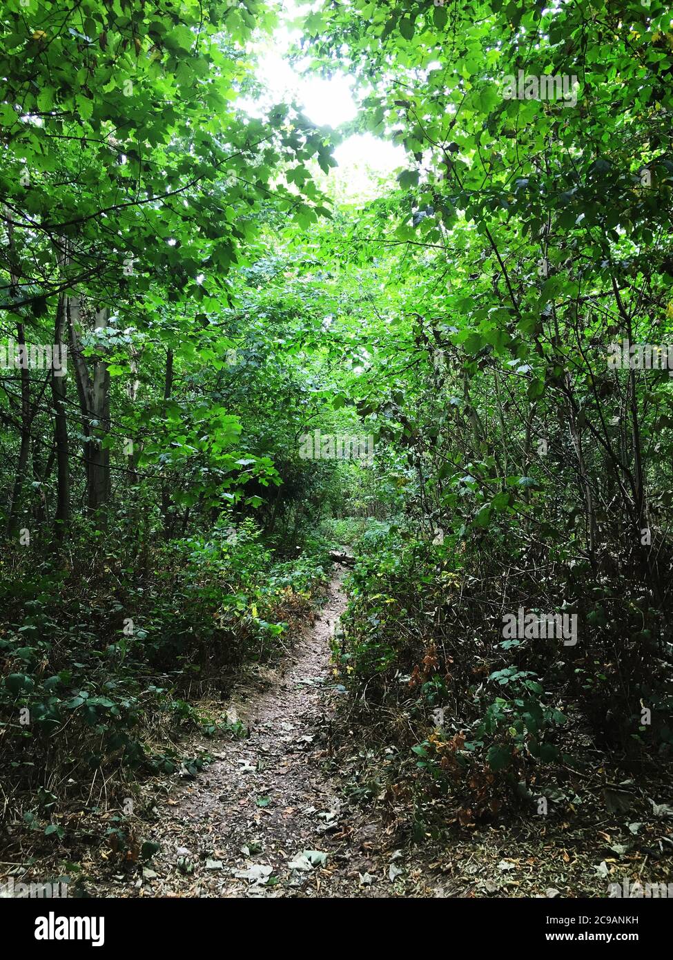 Pathway leading through hi-res stock photography and images - Alamy