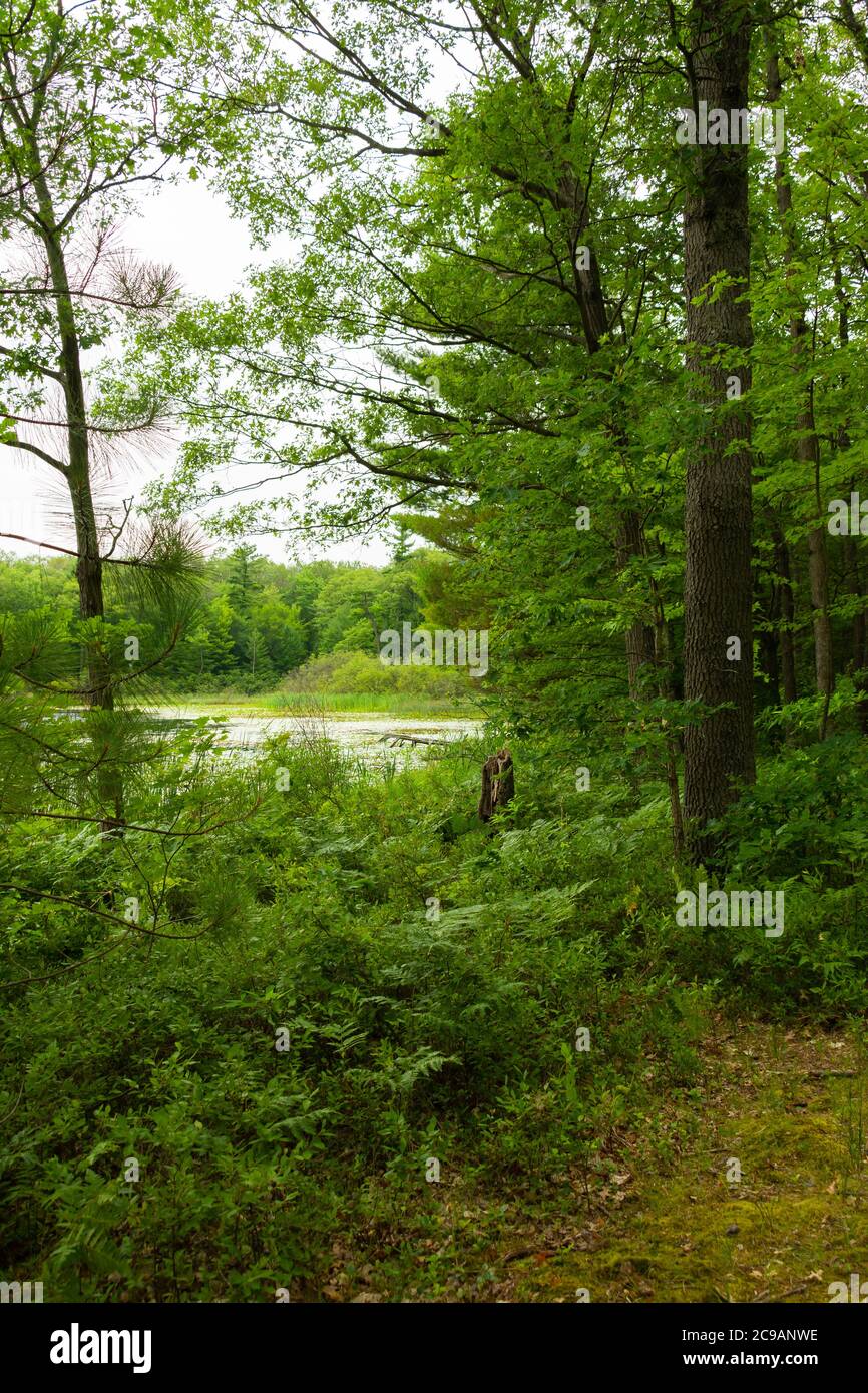 View of lake through the trees. Loda Lake, Michigan, USA Stock Photo ...