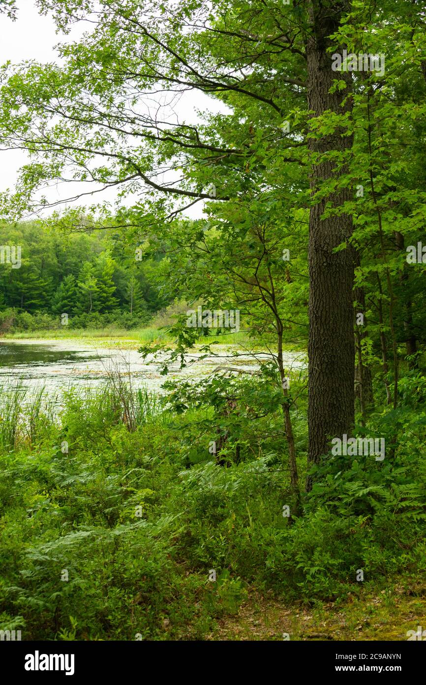 View of lake through the trees. Loda Lake, Michigan, USA Stock Photo ...
