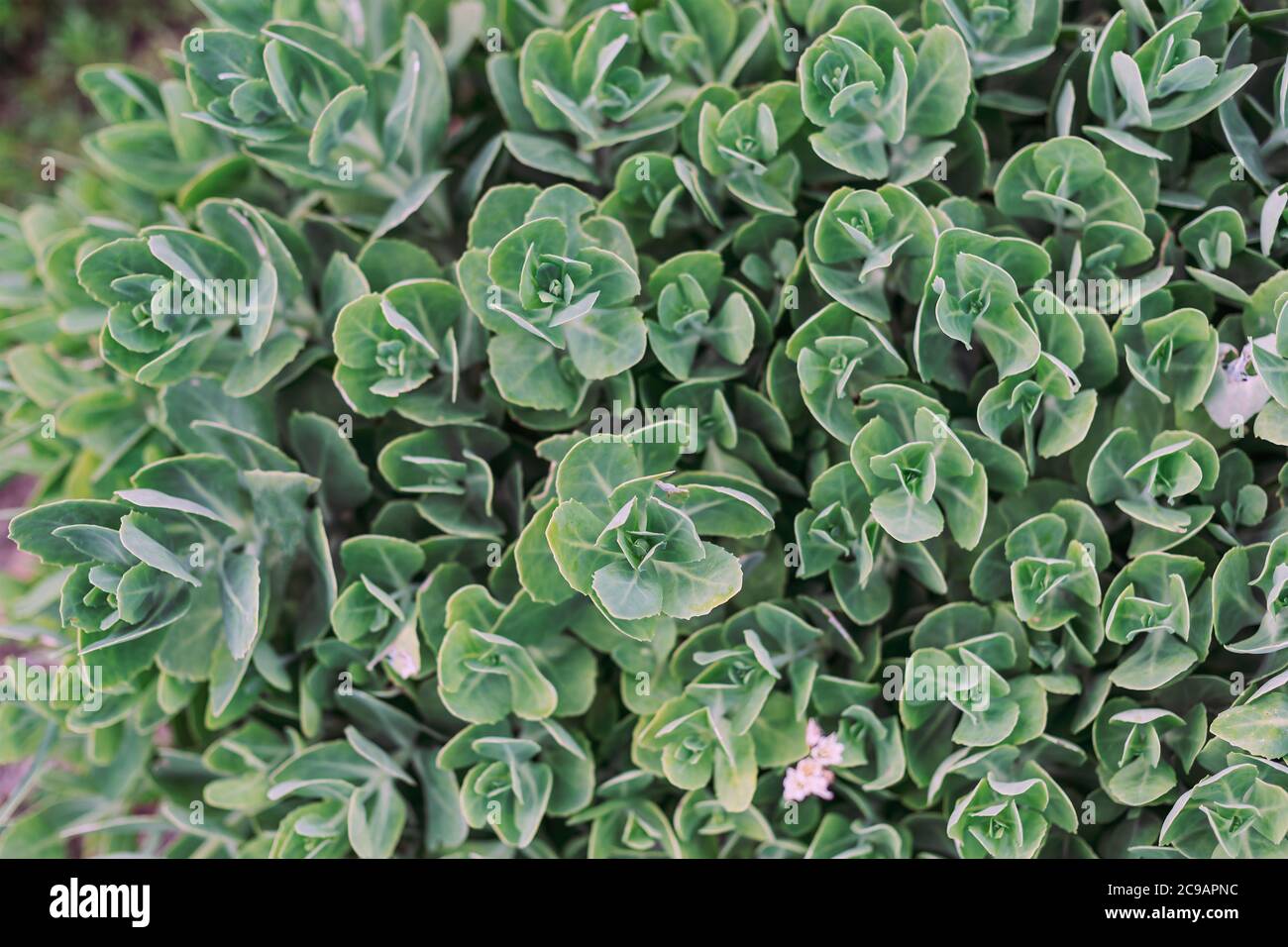 Sedum spectabile, Stonecrop flowering plant, top view. Natural ...