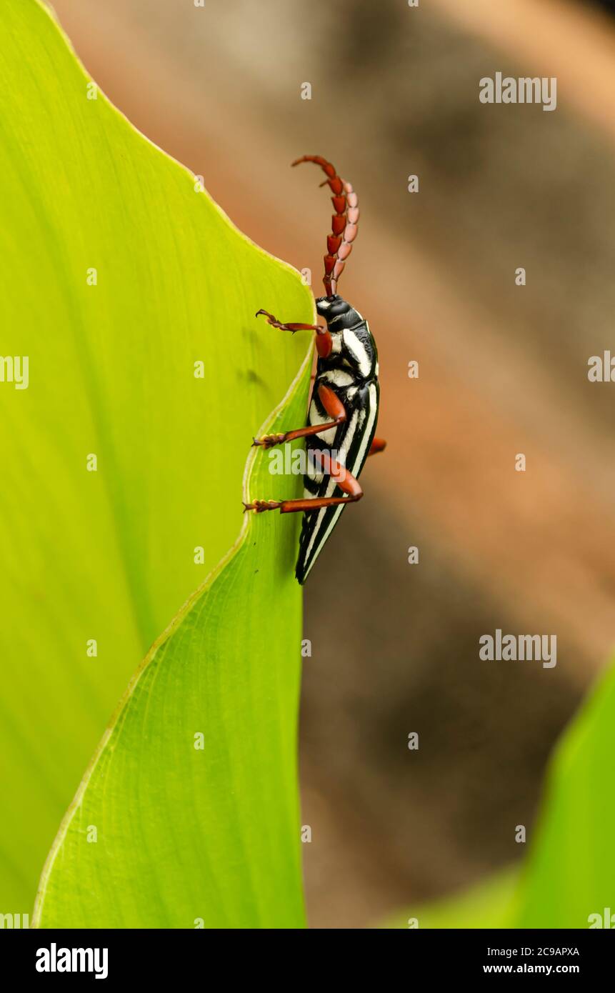 Close Side Of Longicorn Beetle Stock Photo - Alamy