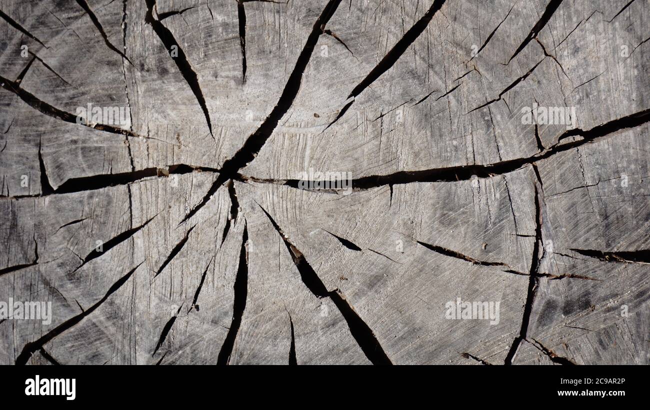 Tree cross section shadow hi-res stock photography and images - Alamy